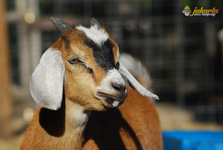 Jual Hewan Qurban Kambing dan Sapi - Jakarta Nasi Tumpeng