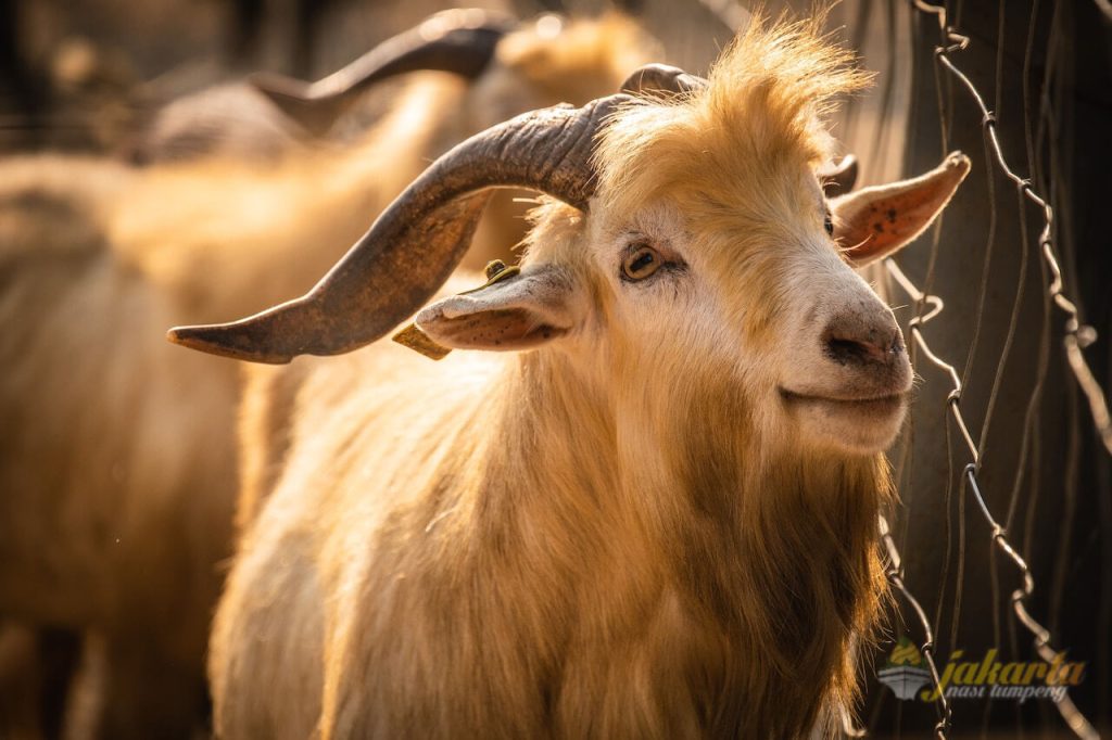 Jual Kambing Kurban Beragam Jenis - Jakarta Nasi Tumpeng