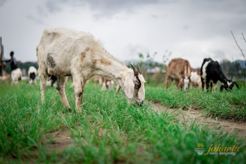 Jual Kambing Kurban Beragam Jenis - Jakarta Nasi Tumpeng