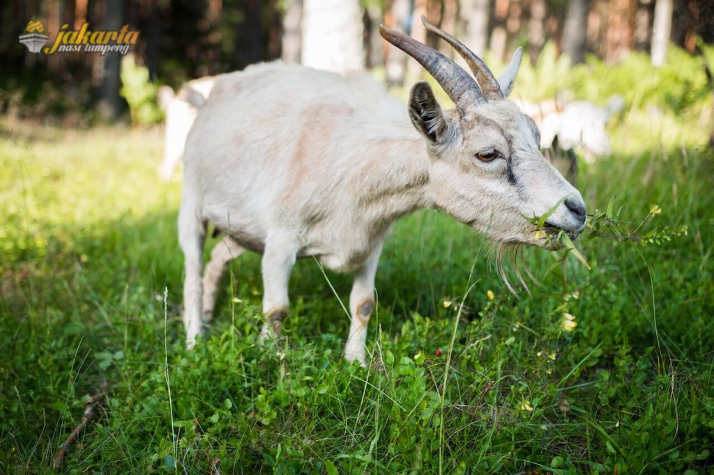Jual Kambing Qurban Jakarta Selatan - Jakarta Nasi Tumpeng